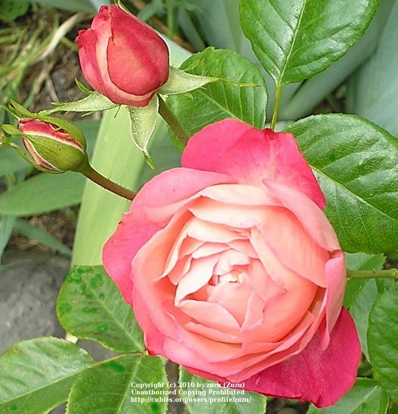 Photo of the bloom of Rose (Rosa 'Acropolis') posted by zuzu - Garden.org