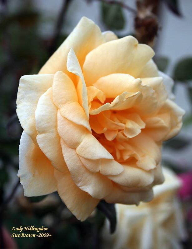 Photo of the bloom of Tea Rose (Rosa 'Lady Hillingdon') posted by Calif ...