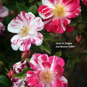Rose (Rosa 'Stars 'n' Stripes') in the Roses Database - Garden.org
