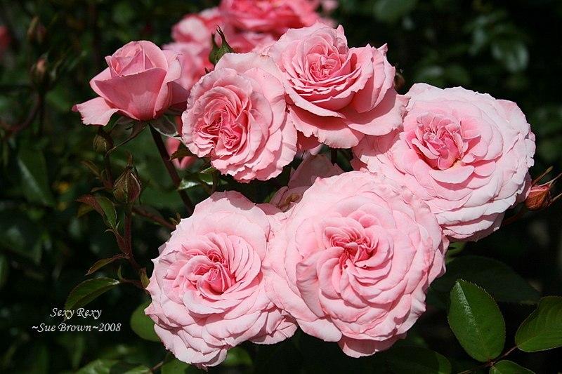 Photo of the bloom of Rose (Rosa 'Sexy Rexy') posted by Calif_Sue ...