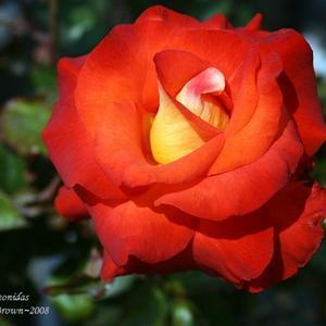 Rose (Rosa 'Leonidas') in the Roses Database - Garden.org