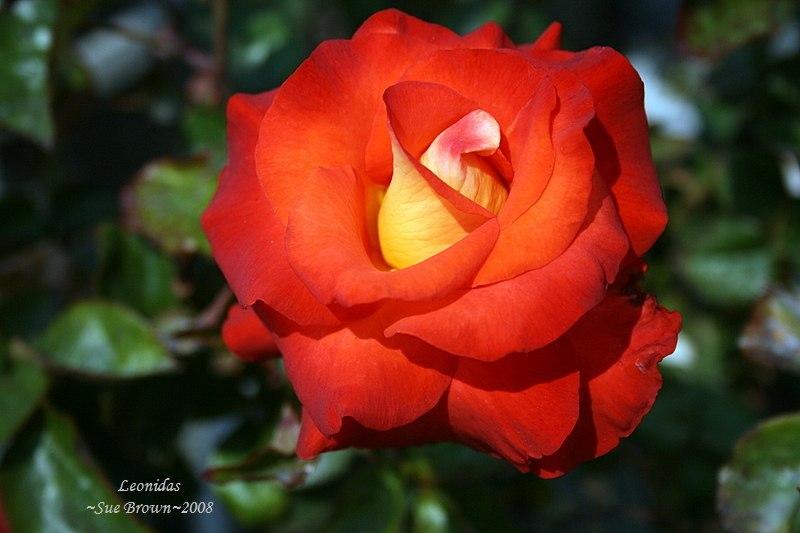 Rose (Rosa 'Leonidas') in the Roses Database - Garden.org