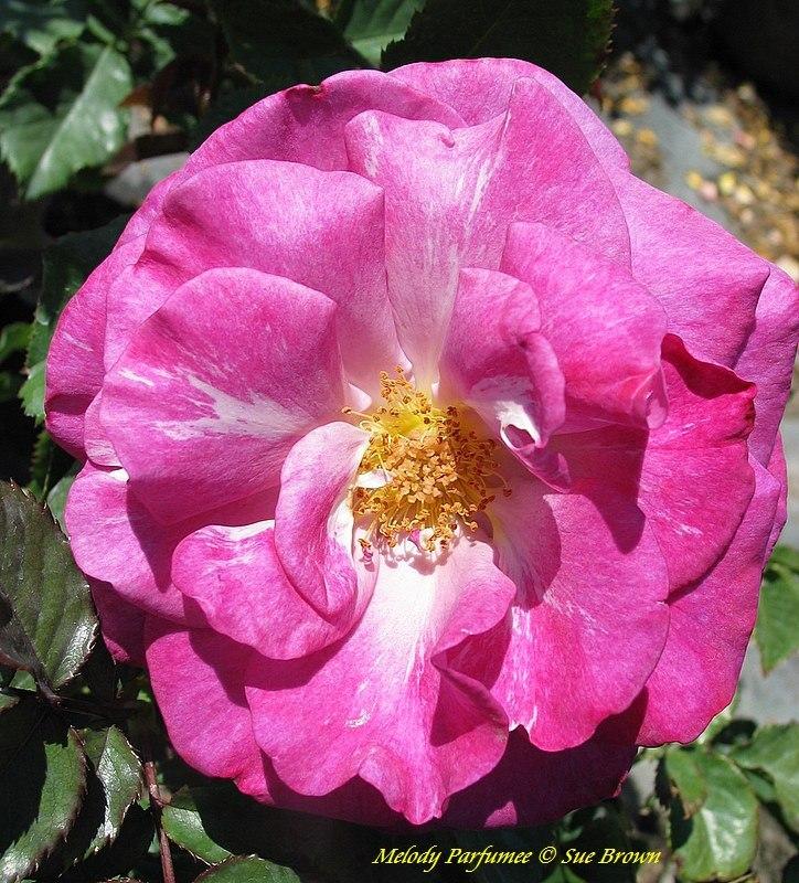 Photo of the bloom of Rose (Rosa 'Melody Parfumee') posted by Calif_Sue ...