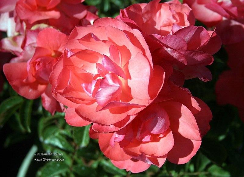 Rose (Rosa 'Passionate Kisses') in the Roses Database - Garden.org
