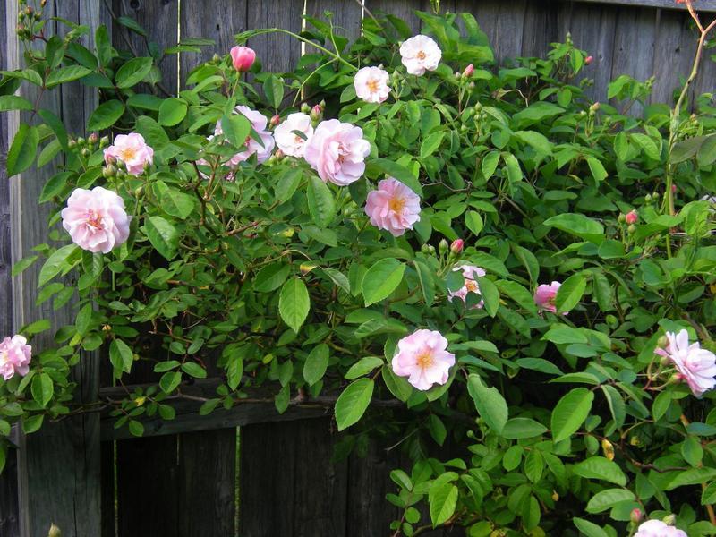 Photo of the entire plant of Hybrid Musk Rose (Rosa 'Cornelia') posted ...