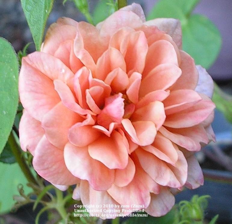 Rose (Rosa 'Amber Gem') in the Roses Database - Garden.org