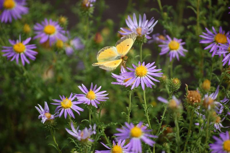 Tahoka Daisy (Machaeranthera tanacetifolia) - Garden.org