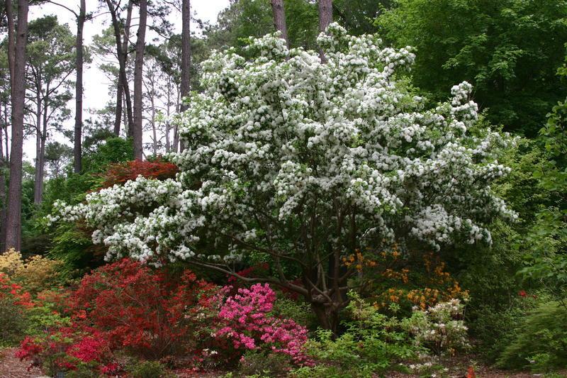 Chinese Fringe Tree (Chionanthus retusus) - Garden.org