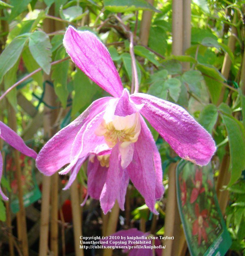 Photo of the bloom of Clematis (Clematis alpina 'Constance') posted by ...