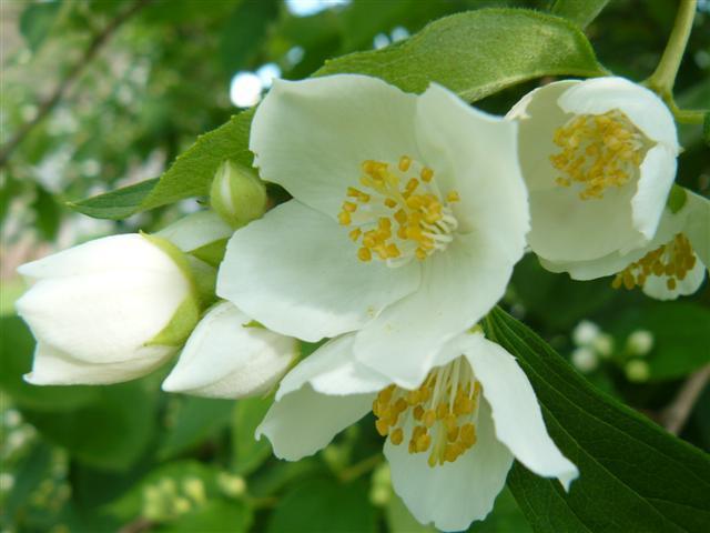 Mock Oranges: Plant Care and Collection of Varieties - Garden.org