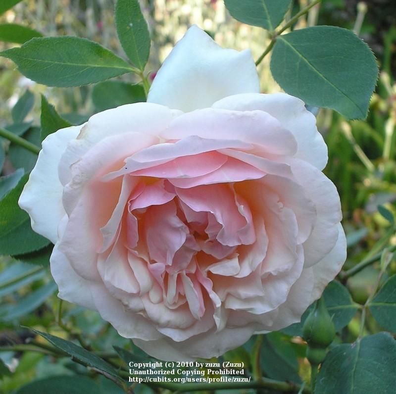Photo of the bloom of Rose (Rosa 'Antoine Rivoire') posted by zuzu ...