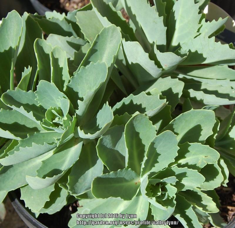 Photo of the entire plant of Stonecrop (Hylotelephium spectabile ...