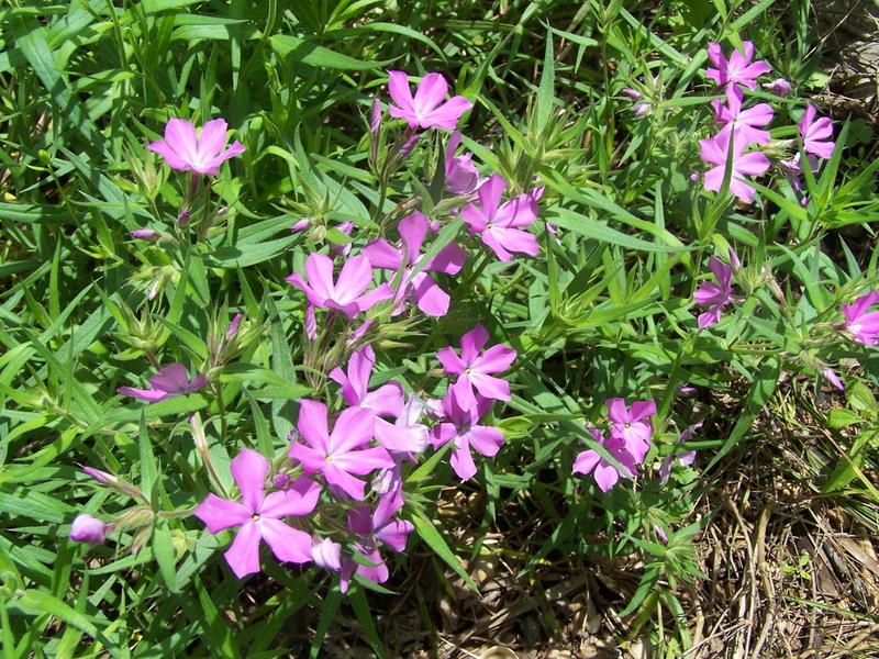 Prairie Phlox (Phlox andicola subsp. parvula) in the Phloxes Database ...
