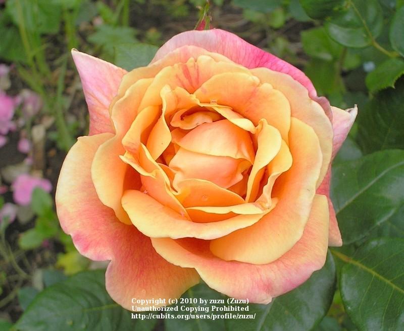 Photo of the bloom of Rose (Rosa 'Autumn') posted by zuzu - Garden.org