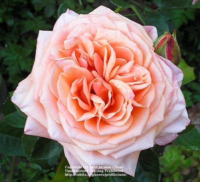 Photo of the bloom of Rose (Rosa 'Arizona') posted by zuzu - Garden.org