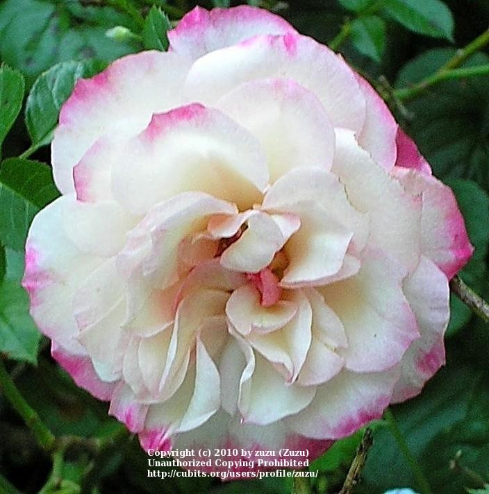 Photo of the bloom of Rose (Rosa 'Baby Paradise') posted by zuzu ...