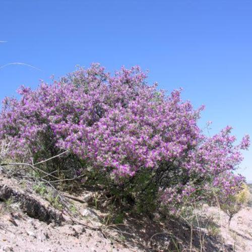 Featherplume (Dalea formosa) - Garden.org