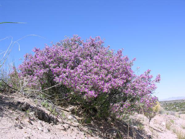 Featherplume (Dalea formosa) - Garden.org