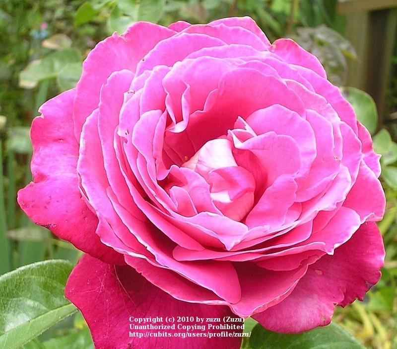 Photo of the bloom of Rose (Rosa 'Baronne Edmond de Rothschild') posted ...