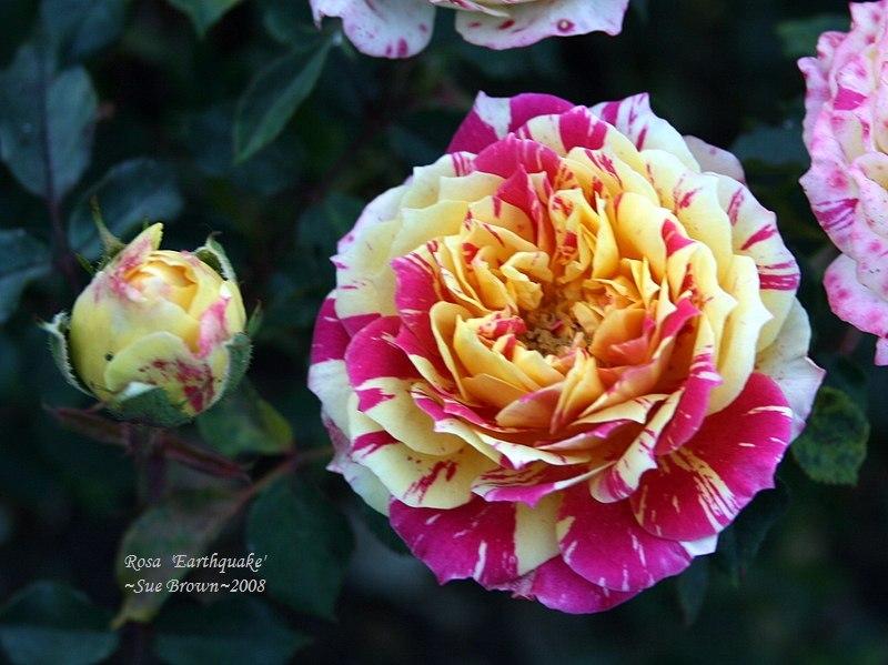 Rose (Rosa 'Earthquake') in the Roses Database - Garden.org