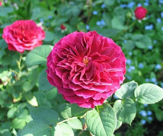 Photo of the bloom of Rose (Rosa 'Prospero') posted by Calif_Sue ...