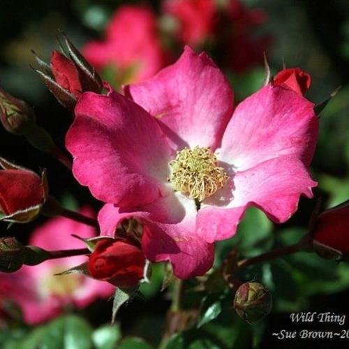 Rose (Rosa 'Wild Thing') in the Roses Database - Garden.org