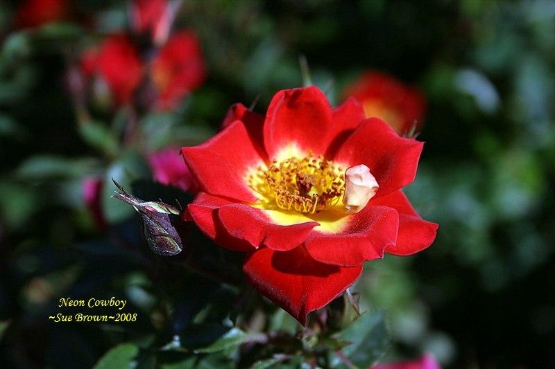 Rose (Rosa 'Neon Cowboy') in the Roses Database - Garden.org