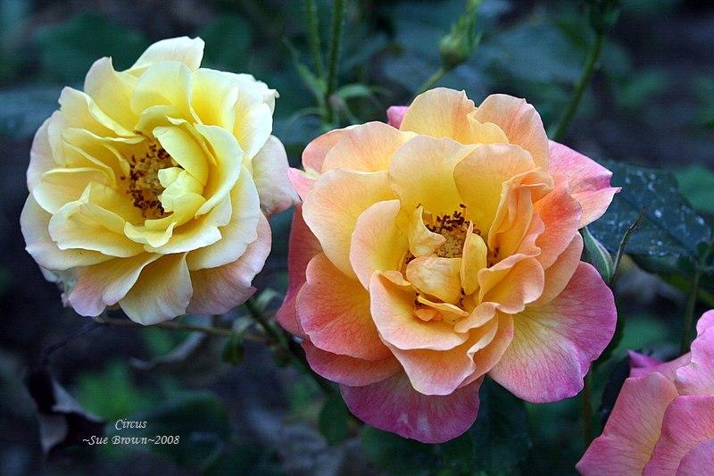 Photo of the bloom of Rose (Rosa 'Circus') posted by Calif_Sue - Garden.org