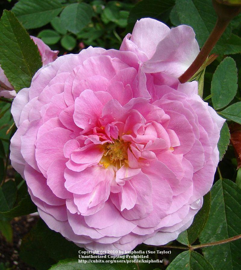 Photo of the bloom of Rose (Rosa 'The Mayflower') posted by kniphofia ...