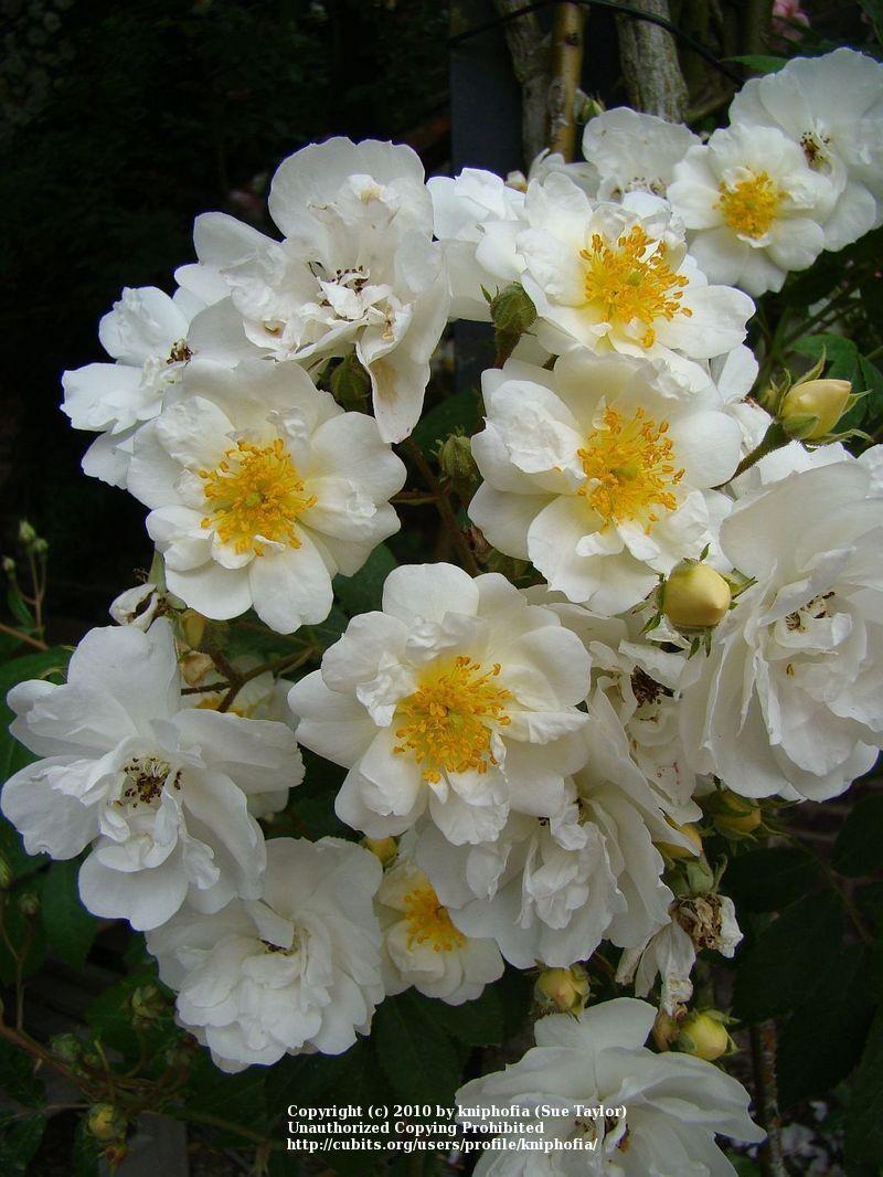 Rose (Rosa 'Rambling Rector') in the Roses Database - Garden.org