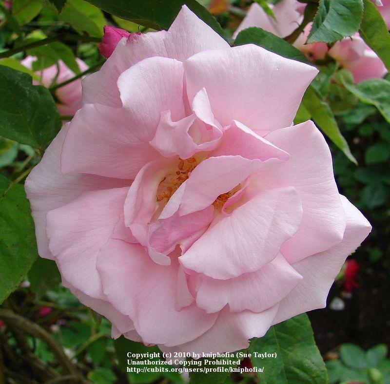 Rose (Rosa 'Kathleen Harrop') in the Roses Database - Garden.org