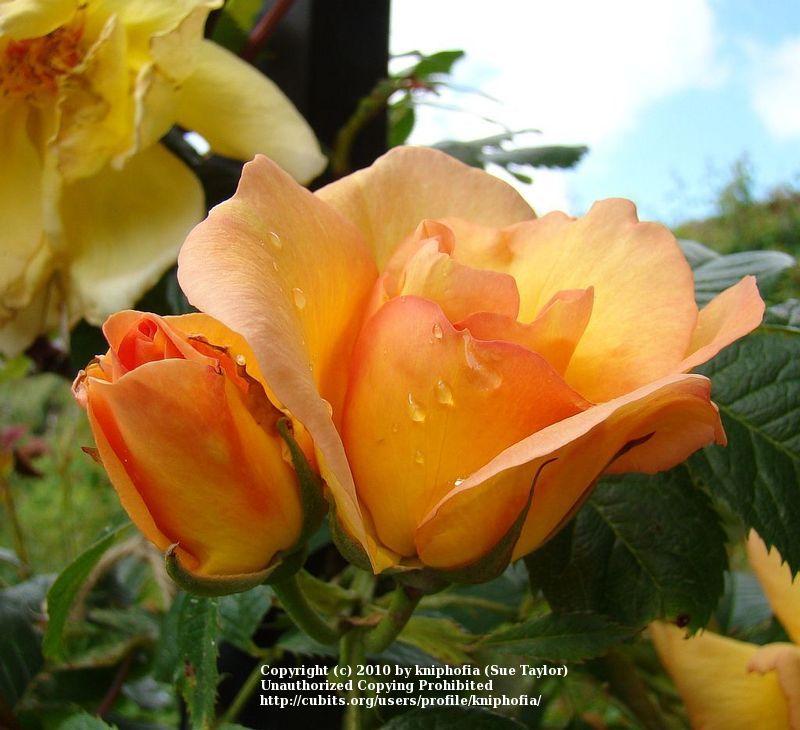 Photo of the bloom of Rose (Rosa 'Maigold') posted by kniphofia ...