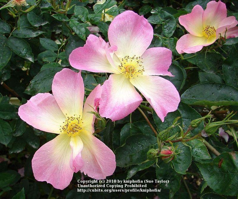 Photo of the bloom of Rose (Rosa 'Alexandra Rose') posted by kniphofia ...
