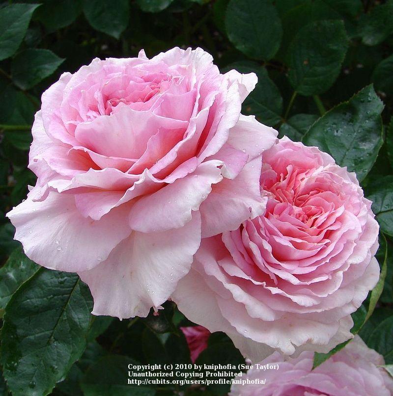 Photo of the bloom of Rose (Rosa 'James Galway') posted by kniphofia ...