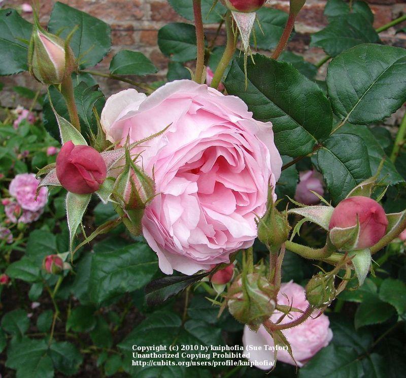 Photo of the bloom of Rose (Rosa 'Scepter'd Isle') posted by kniphofia ...