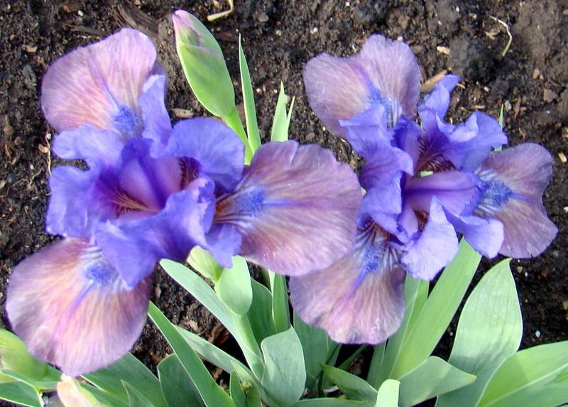 Photo of the bloom of Standard Dwarf Bearded Iris (Iris 'Wizard of Hope ...