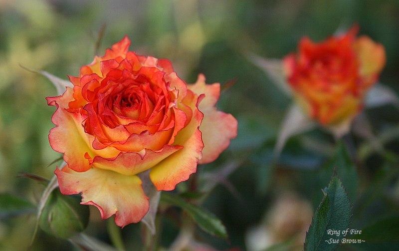 Photo of the bloom of Rose (Rosa 'Ring of Fire') posted by Calif_Sue ...