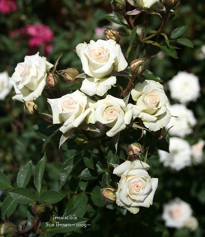 Rose (Rosa 'Irresistible') in the Roses Database - Garden.org