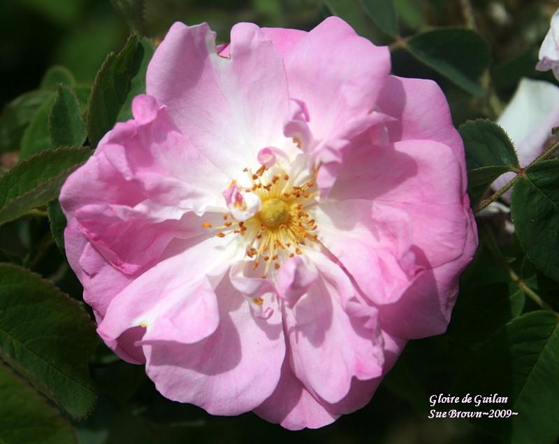 Rose (Rosa 'Gloire de Guilan') in the Roses Database - Garden.org