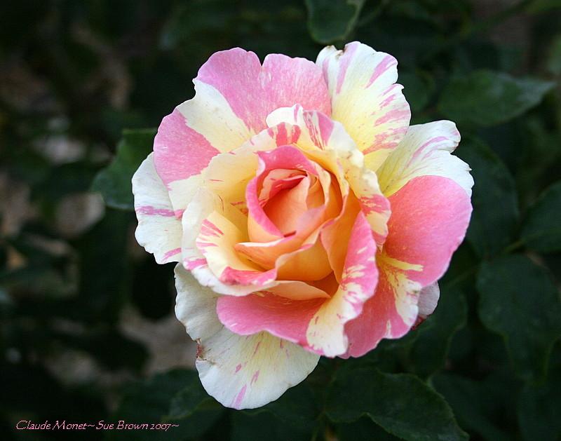 Rose (Rosa 'Claude Monet') in the Roses Database - Garden.org