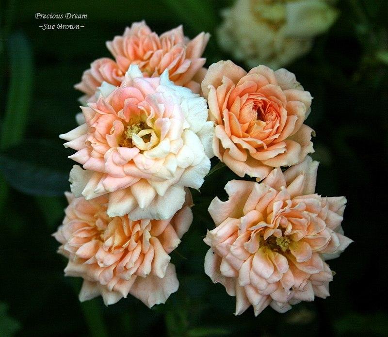 Rose (Rosa 'Precious Dream') in the Roses Database - Garden.org