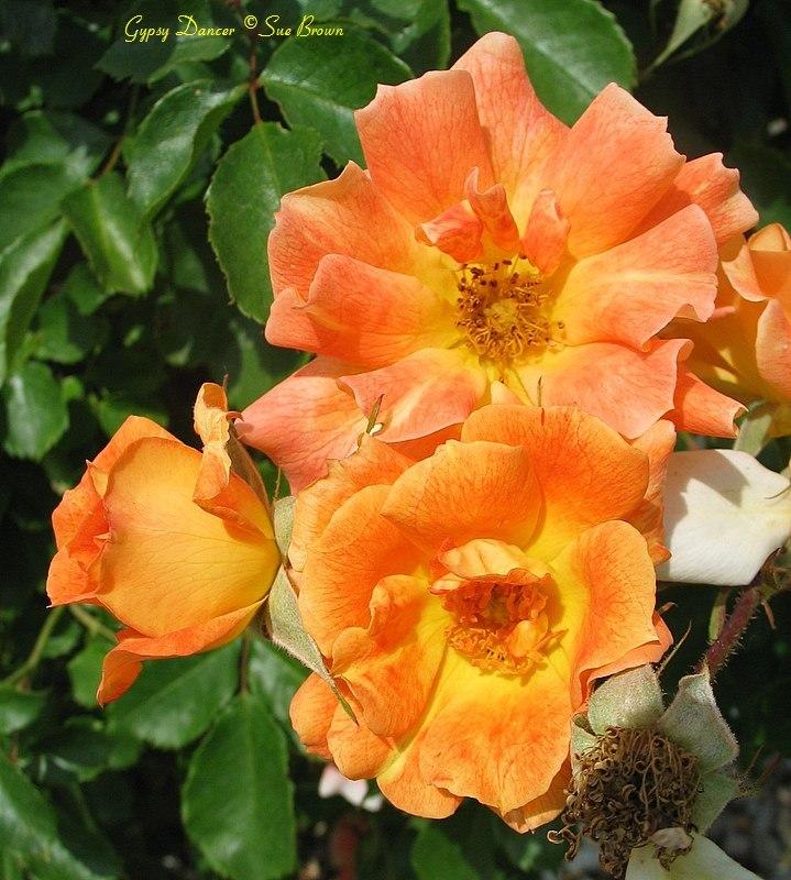 Photo of the bloom of Rose (Rosa 'Gypsy Dancer') posted by Calif_Sue ...