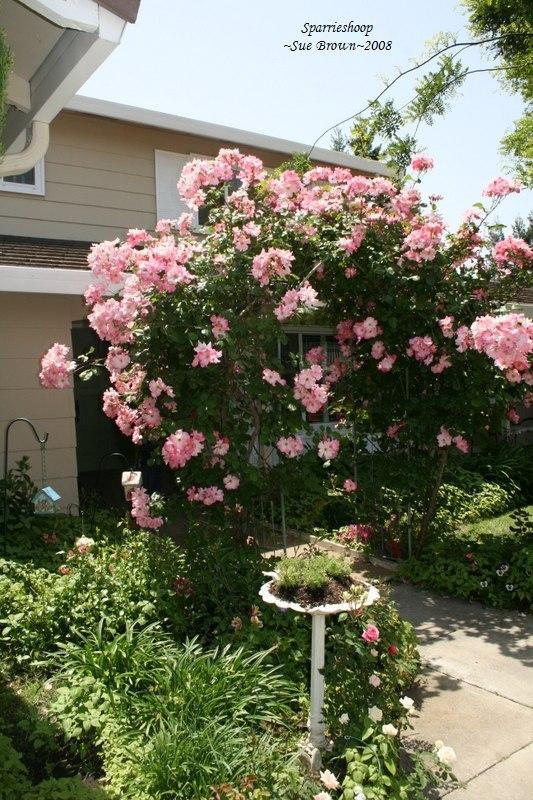 Photo of the entire plant of Rose (Rosa 'Sparrieshoop') posted by Calif ...