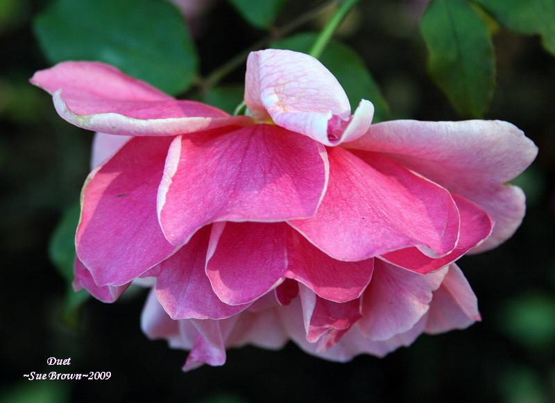 Rose (Rosa 'Duet') in the Roses Database - Garden.org