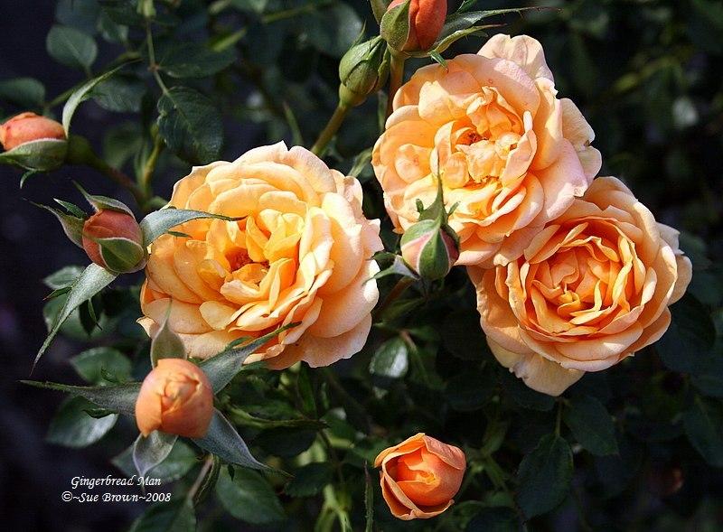 Rose (Rosa 'Gingerbread Man') in the Roses Database - Garden.org