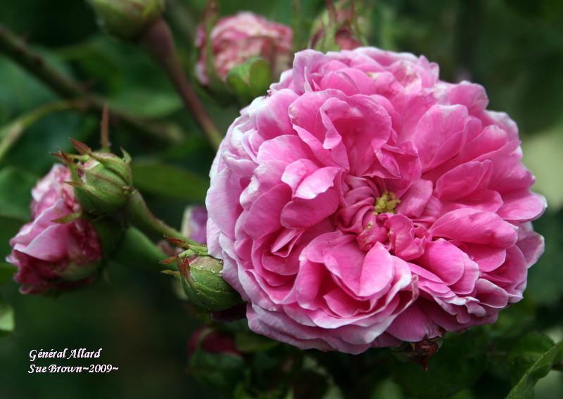 Rose (Rosa 'General Allard') in the Roses Database - Garden.org