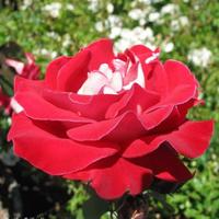 Photo of the bloom of Rose (Rosa 'Snowfire') posted by zuzu - Garden.org