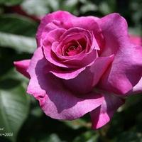 Rose (Rosa 'Intrigue') in the Roses Database - Garden.org