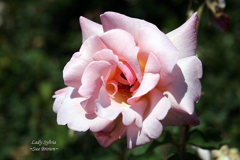 Photo of the bloom of Rose (Rosa 'Lady Sylvia') posted by Calif_Sue ...