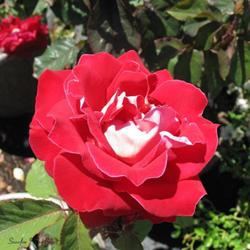 Photo of the bloom of Rose (Rosa 'Snowfire') posted by zuzu - Garden.org